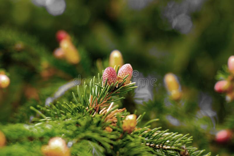 Spruce Blossoms Young Sprouts in the Forest Stock Photo - Image of ...