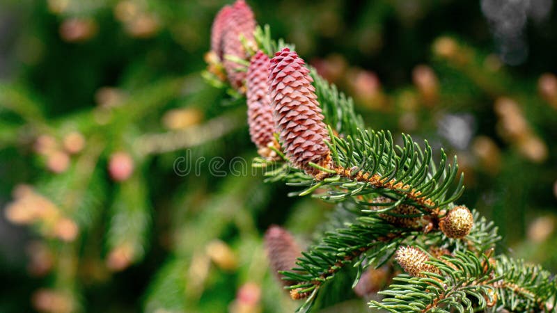 Spruce Blossoms Young Sprouts in the Forest Stock Image - Image of ...