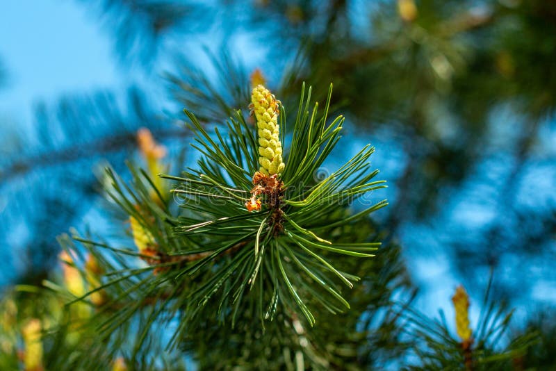 Spruce Blossoms Young Sprouts in the Forest Stock Image - Image of ...