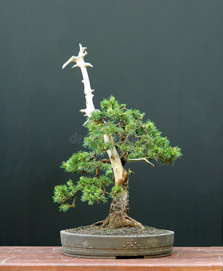 Spruce bonsai stock image. Image of european, norway, spruce - 1684751