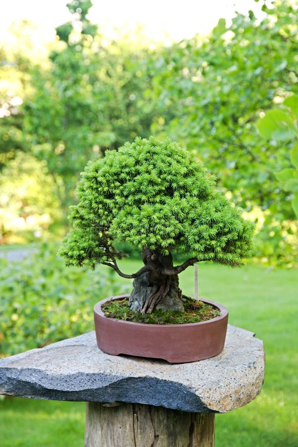 Bonsai conifer stock image. Image of culture, tree, japenese - 19953933