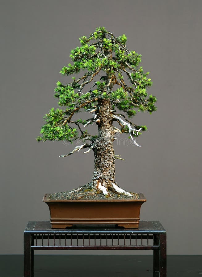 Spruce Bonsai In Spiring Picture. Image: 1684685