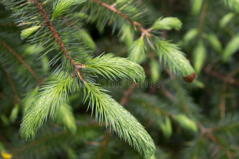 Spruce Bough and Rain Drops Close Up Stock Photo - Image of green ...