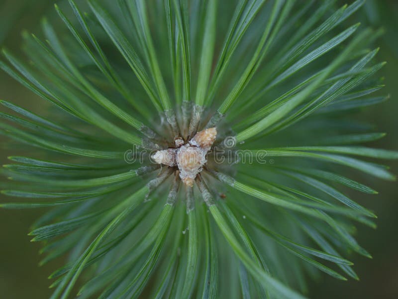 Spruce.Bough of a tree stock photo. Image of front, shotbough - 103403290
