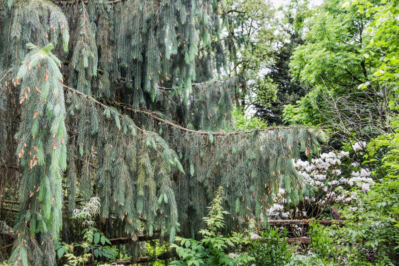 Spruce Tree Boughs stock image. Image of tree, seeds - 24496735
