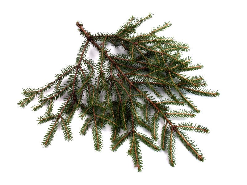 Spruce branch stock image. Image of isolated, xmas, decoration - 11561815