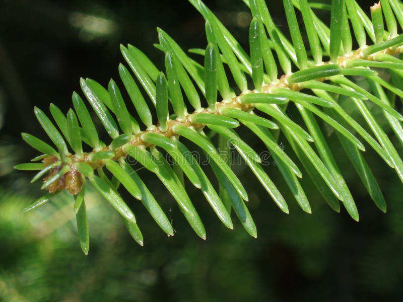 Spruce Tree Boughs stock image. Image of tree, seeds - 24496735
