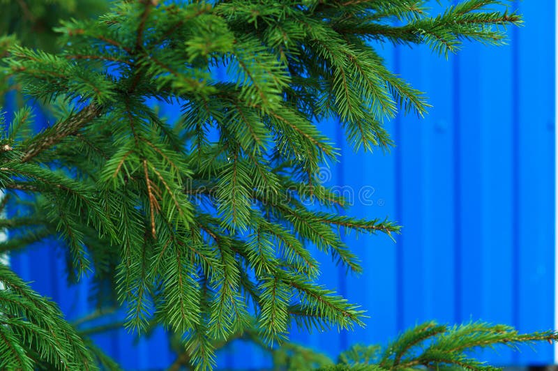Spruce branch stock image. Image of color, plant, brown - 82543007