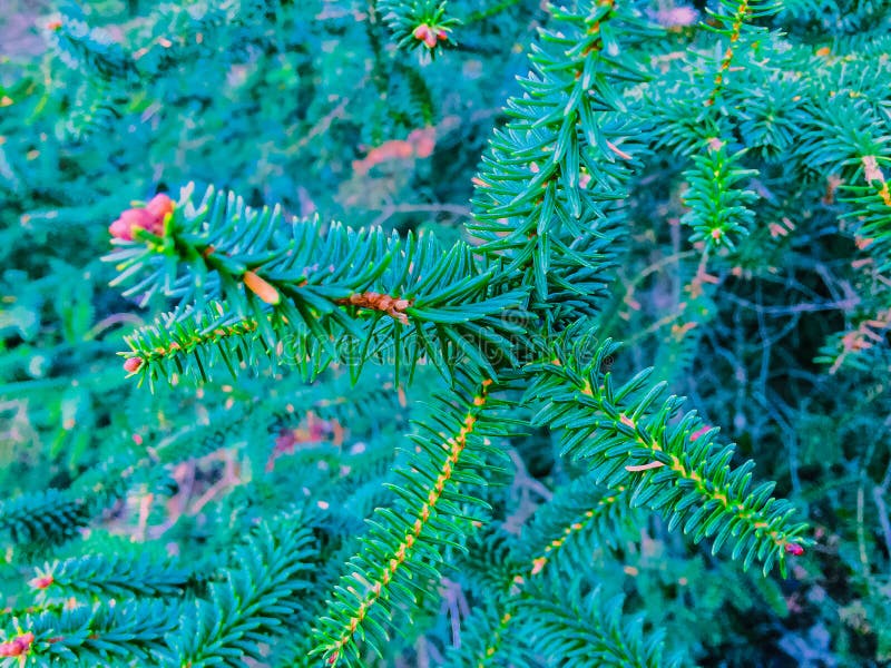 Spruce. stock photo. Image of space, branch, merry, nature - 104887286