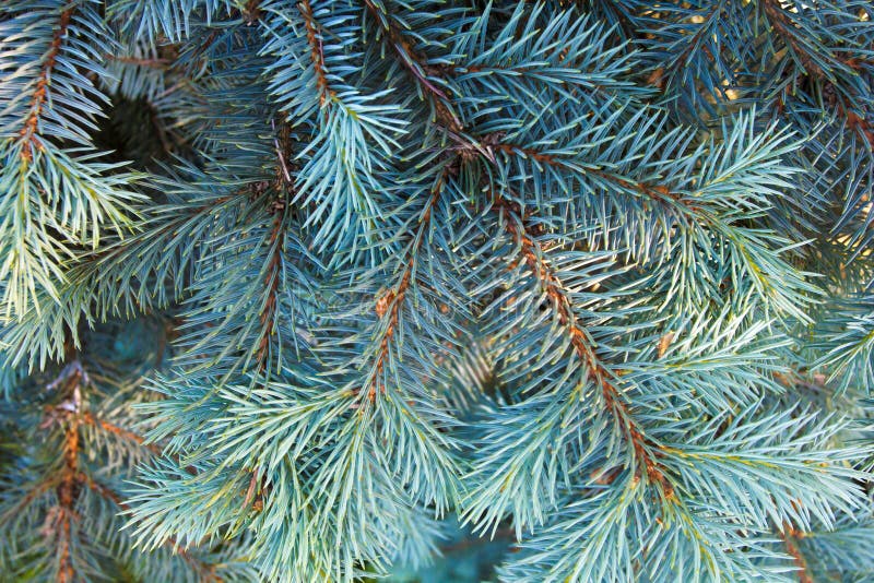 Spruce branch close up. stock image. Image of december - 79333015