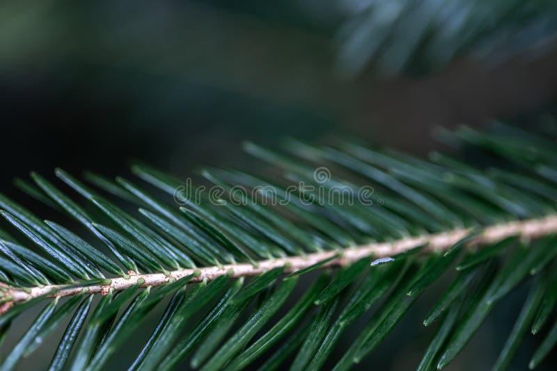 Spruce Branch Close-up, Texture of Spruce, Macro Shot. Stock Photo ...