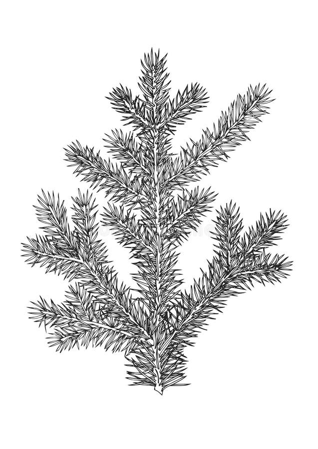Spruce Branch. Hand Drawing. Botanical Illustration. Stock Vector ...