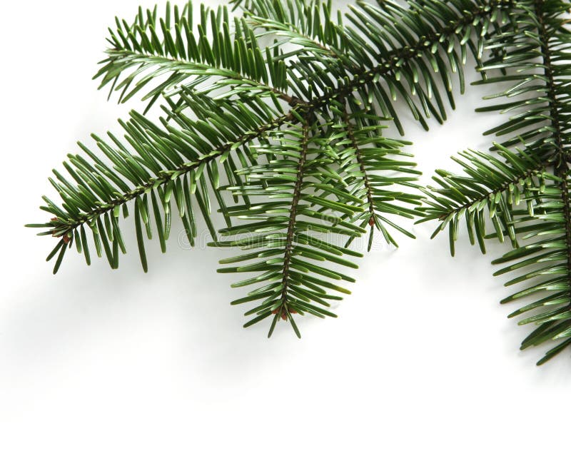 Spruce branch stock image. Image of branch, abstract - 16229063