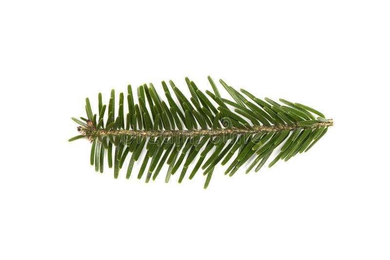 Spruce Branch Isolated on White Background. High Resolution Photo Stock ...