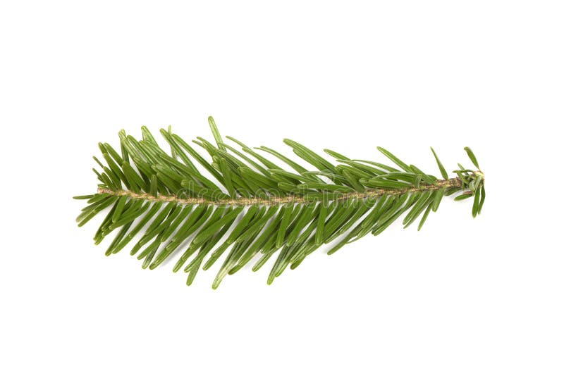 Spruce Branch Isolated on White Background. High Resolution Photo Stock ...