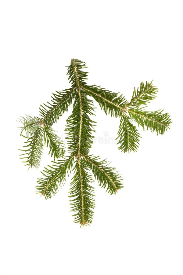 Spruce Branch Isolated on White Background. High Resolution Photo Stock ...
