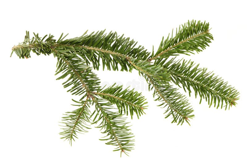 Spruce Branch Isolated on White Background. High Resolution Photo Stock ...
