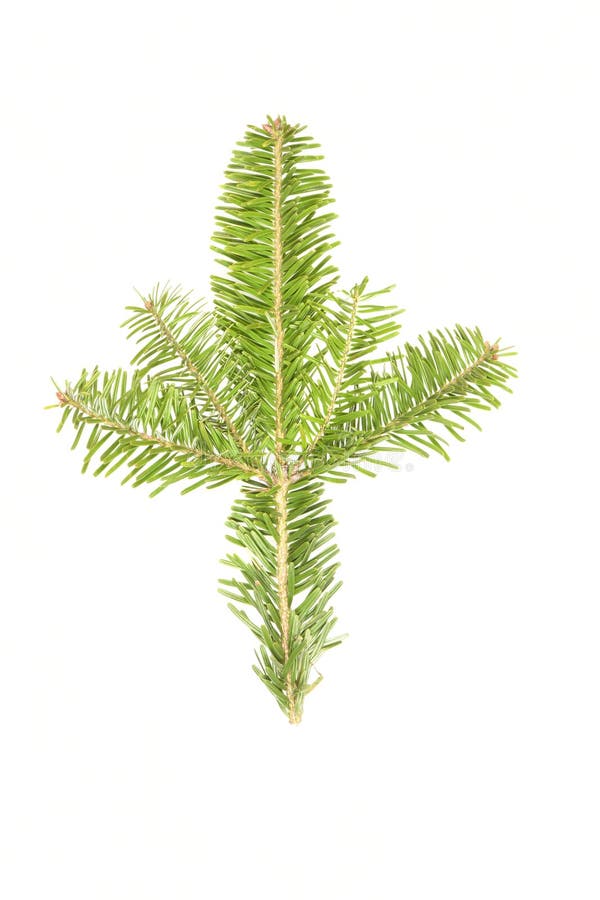 Spruce Branch Isolated on White Background. High Resolution Photo Stock ...