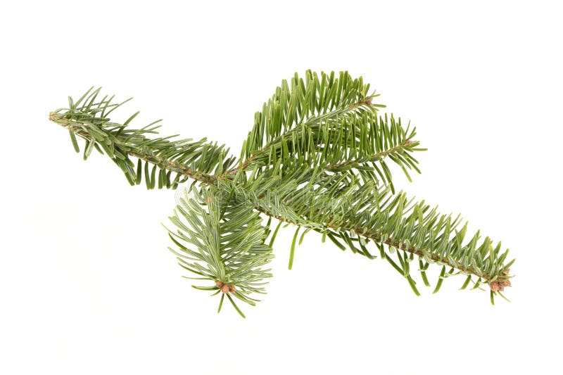 Spruce Branch Isolated on White Background. High Resolution Photo Stock ...