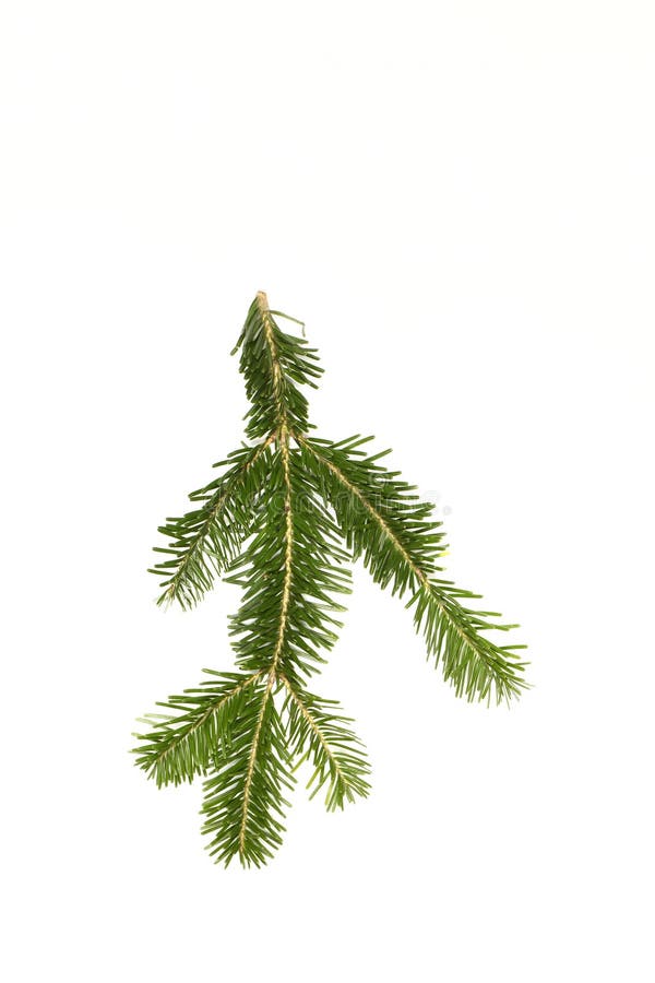 Spruce Branch Isolated on White Background. High Resolution Photo Stock ...