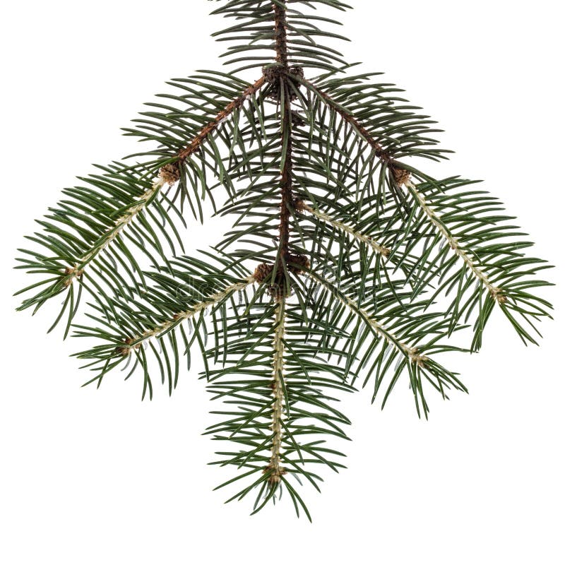 Spruce Branch, Isolated on White Background Stock Image - Image of ...