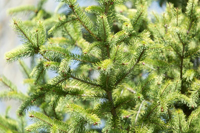 Spruce Branch on the Nature Stock Photo - Image of spruce, forest ...
