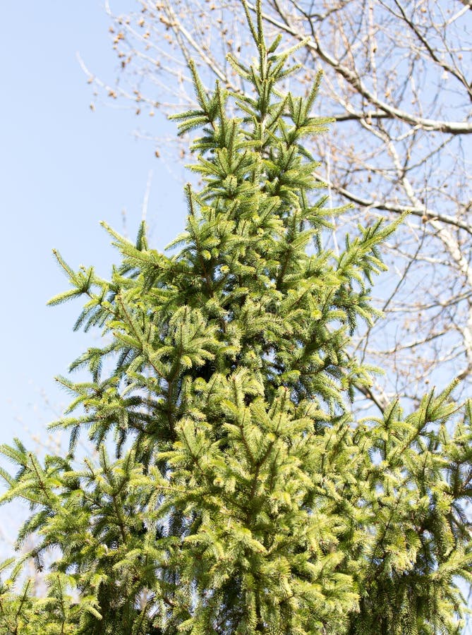 Spruce Branch on the Nature Stock Photo - Image of pattern, spruce ...