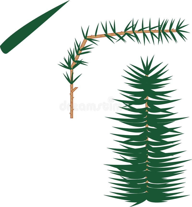 Spruce stock vector. Illustration of tree, plant, vector - 82997688