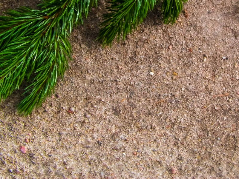 Spruce Branch on the Sand. Nature Background Stock Photo - Image of ...