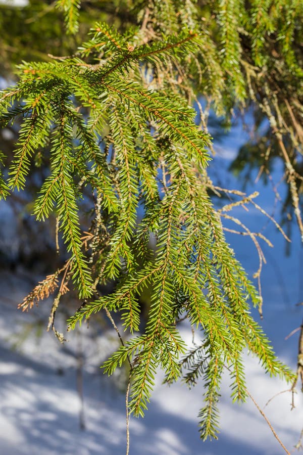 Spruce Branch in Spring Sun, Selective Focus Stock Photo - Image of ...