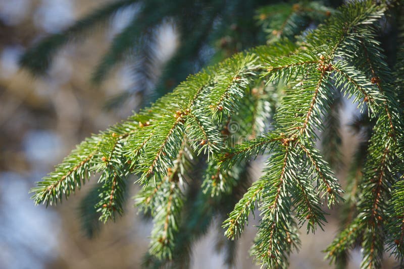 Spruce Branch in Sunlight in Spring Stock Image - Image of ecology ...