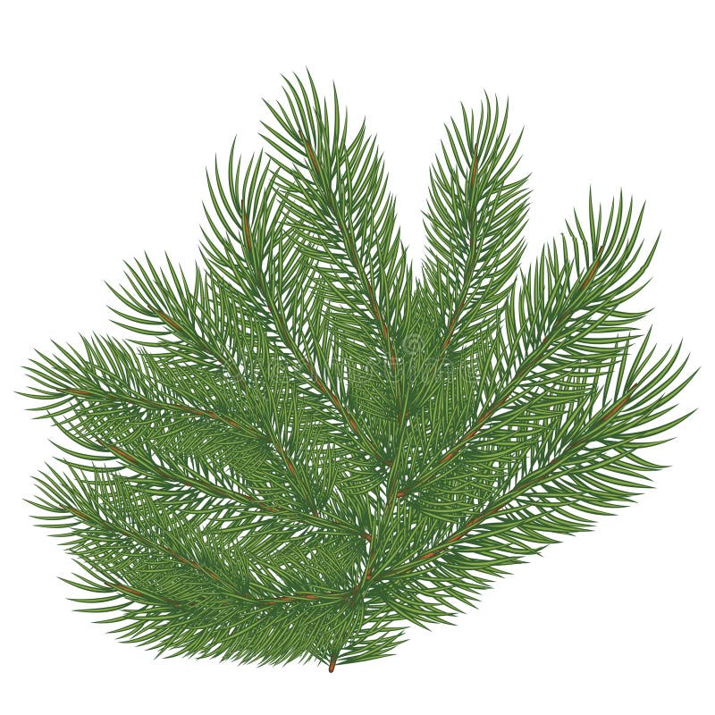 Spruce Branch. Vector Illustration Stock Vector - Illustration of bough ...