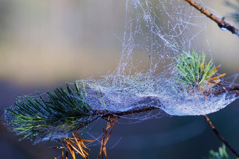 On Spruce Branch Web. Early Morning Stock Image - Image of forest ...