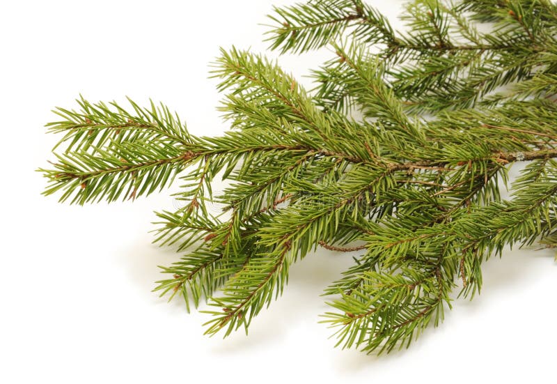 Spruce branch stock photo. Image of branch, tree, closeup - 53315244