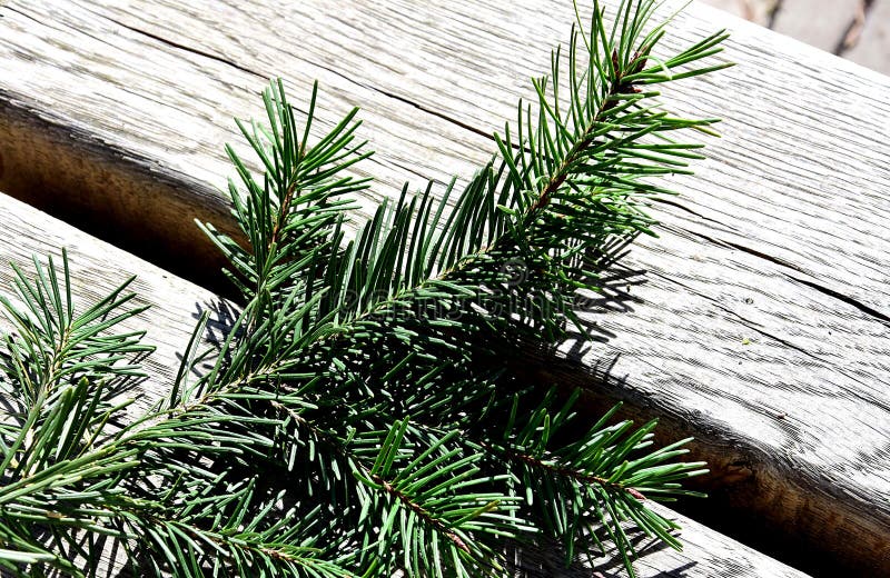 Spruce branch stock photo. Image of spruce, needles, close - 88485240
