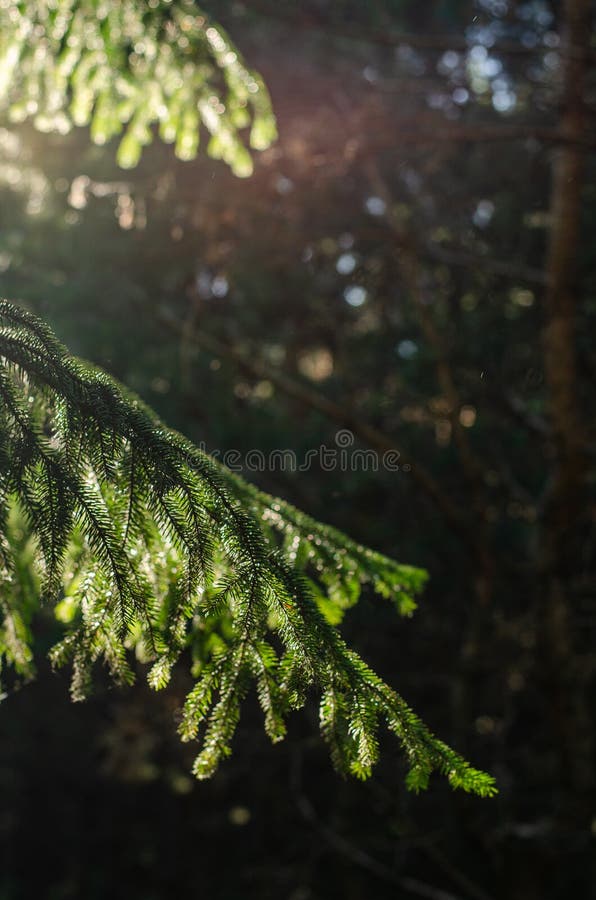 Spruce Branches in the Back Sunset Light Stock Photo - Image of hiking ...