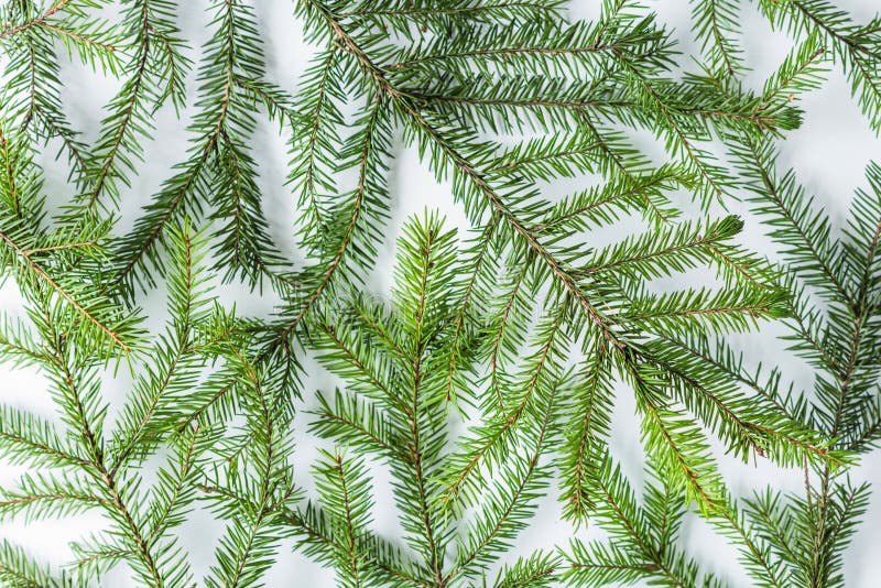Spruce Branches, Christmas Tree Texture or Background on a White Table ...