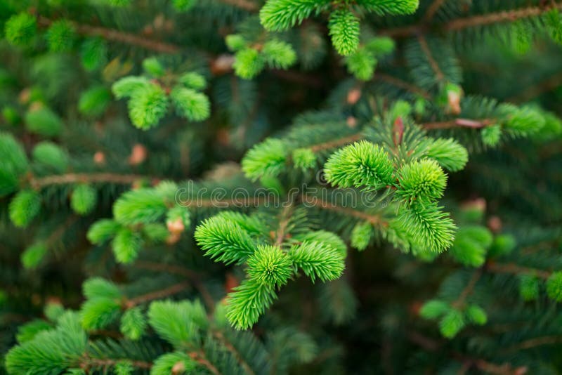 Spruce branches close up stock image. Image of spruce - 84284531