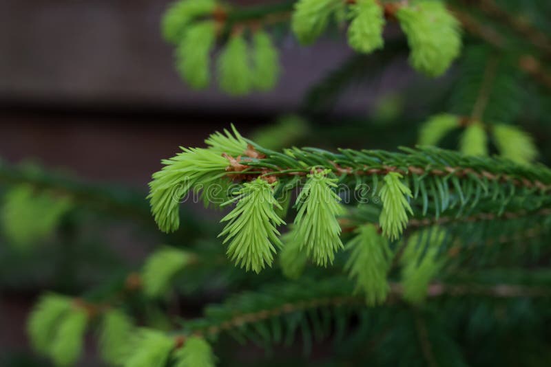 Spruce Branches with Fresh Shoots in Spring Stock Image - Image of ...