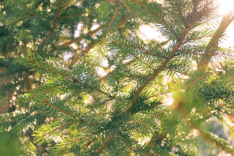 Spruce Branches with Golden Sun Rays. Warm Spring Background Stock ...
