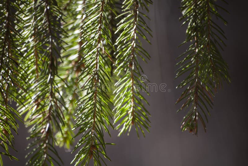 Spruce branches hang down. stock image. Image of spruce - 179082575