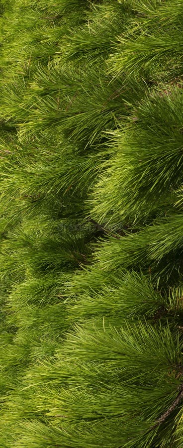 Spruce Branches, Large, Close-up, Narrow Vertical Format Stock Image ...