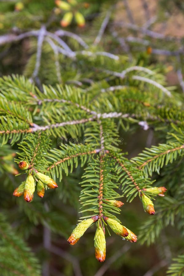 Spruce Branches with New Buds in Spring Stock Photo - Image of copy ...