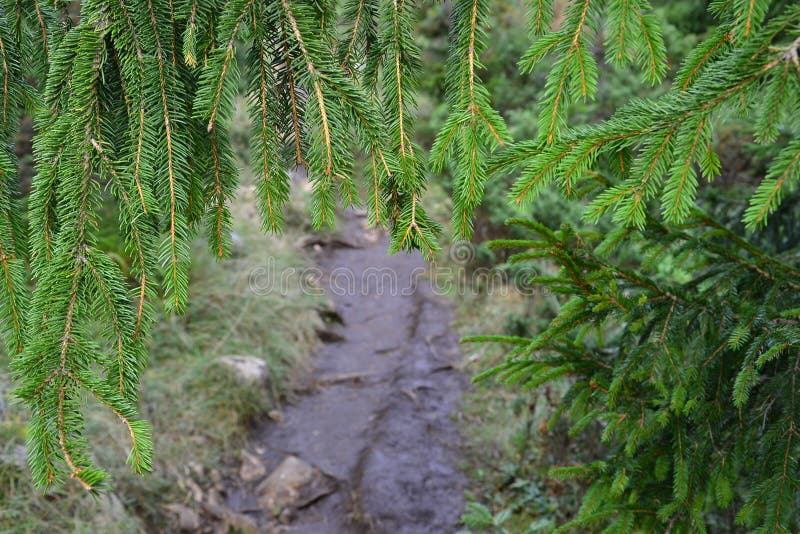 Spruce Branches Over a Forest Path. Stock Image - Image of path, green ...