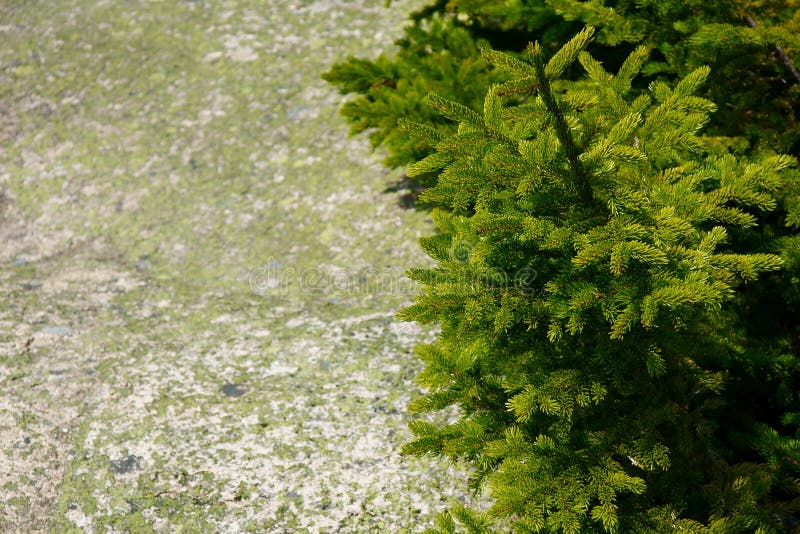 Spruce Branches Over Grey Stone Background Stock Image - Image of ...