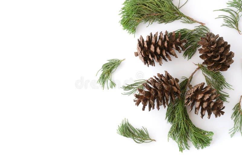 Spruce Branches with Pine Cone Border Isolated Stock Photo - Image of ...