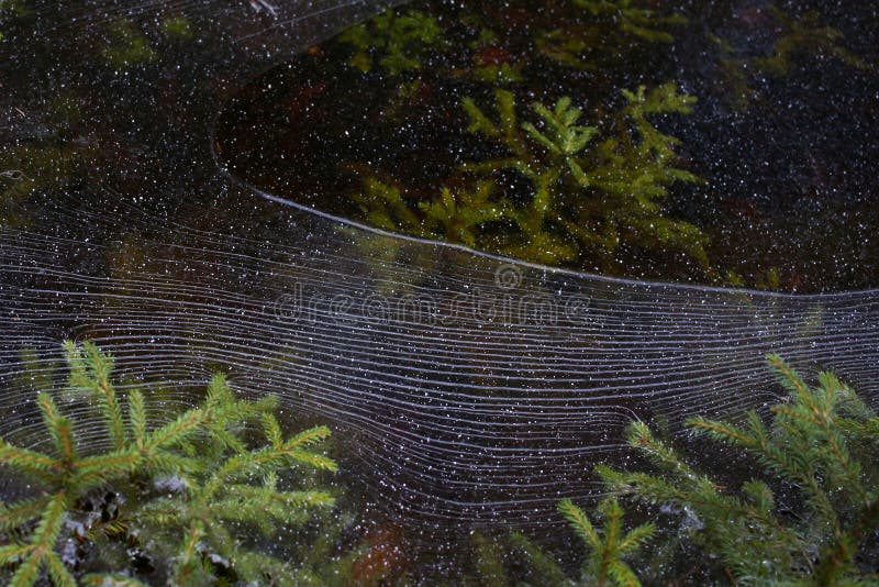 The First Thin Ice on a Small Stream Stock Photo - Image of stream ...