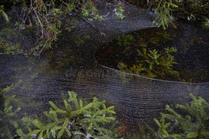 The First Thin Ice on a Small Stream Stock Image - Image of frozen ...