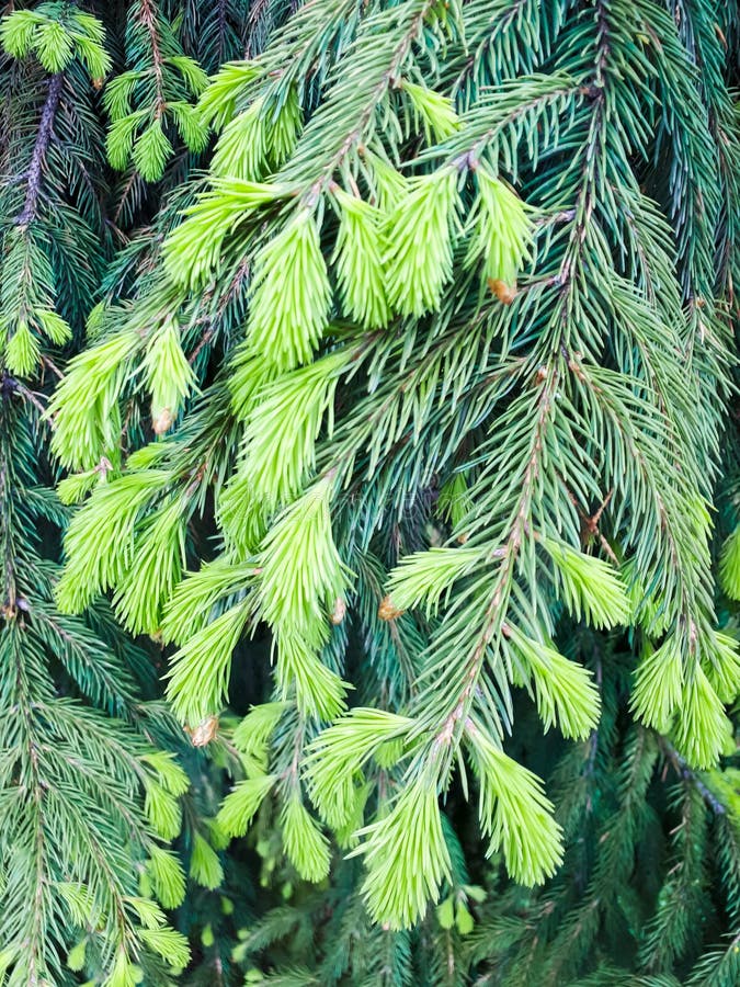 Spruce Branches with Young Shoots. Evergreen Tree Stock Image - Image ...
