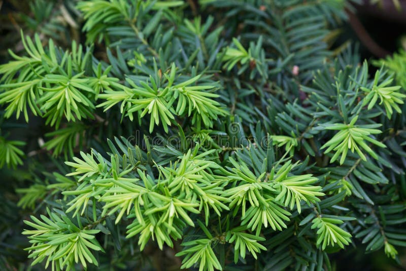 Spruce branches stock photo. Image of spring, season - 80626616